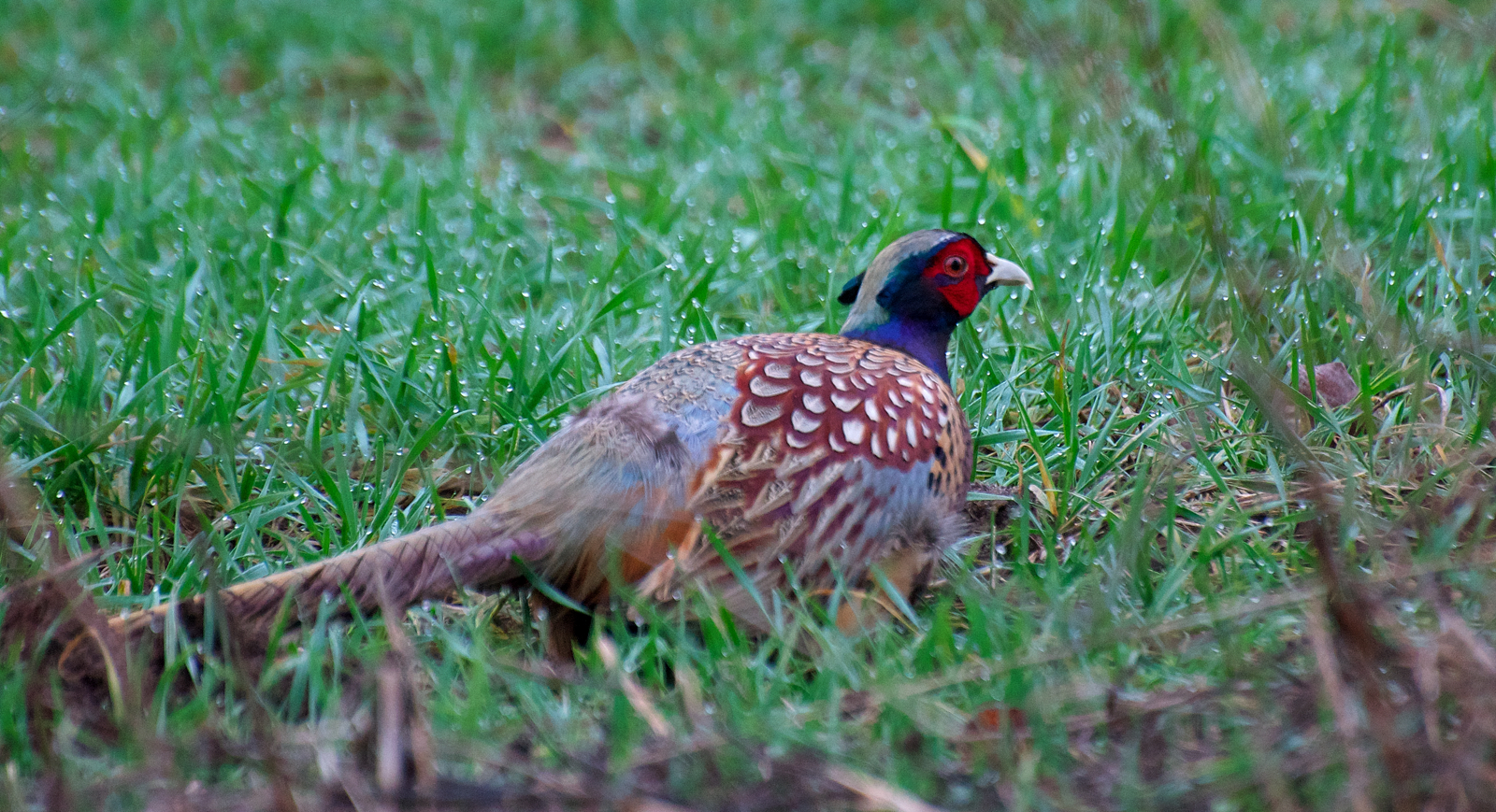 NW Bird Blog: Ring-necked Pheasant
